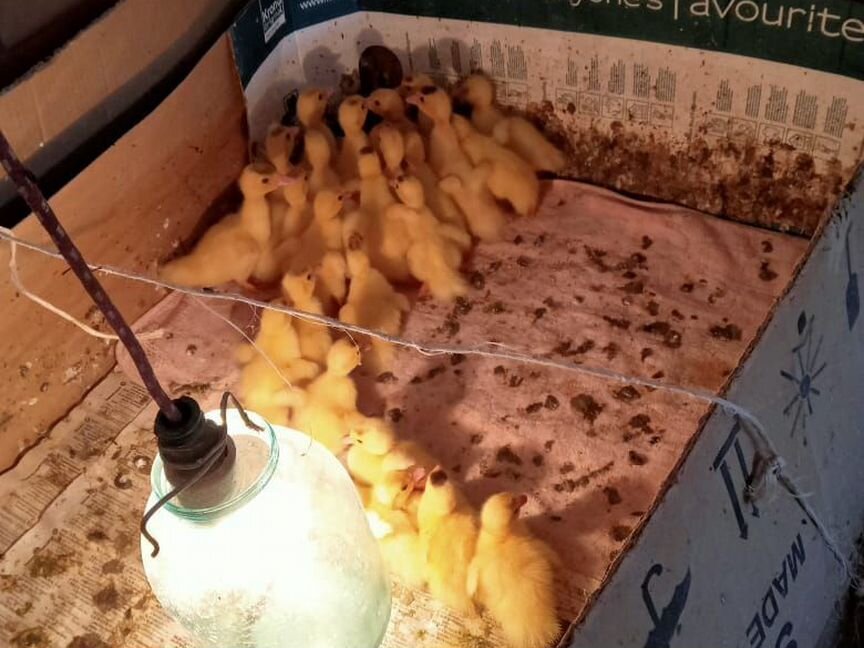 Продаются утята