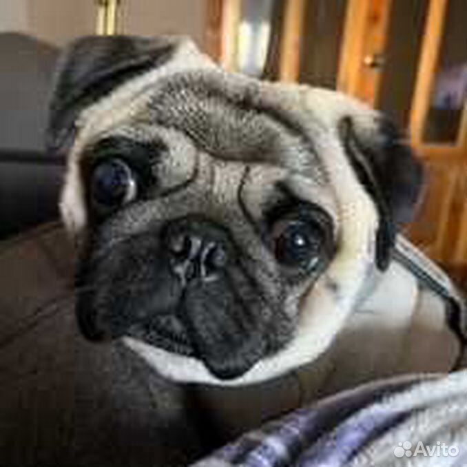 Продам девочку породы мопс