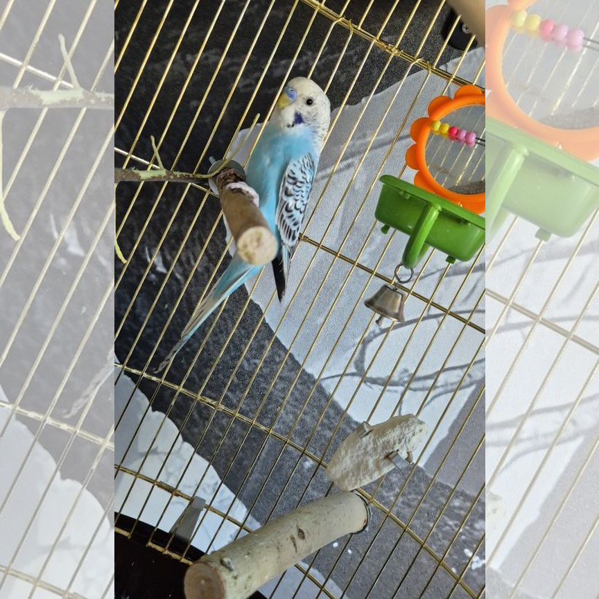 Волнистые попугаи с клеткой