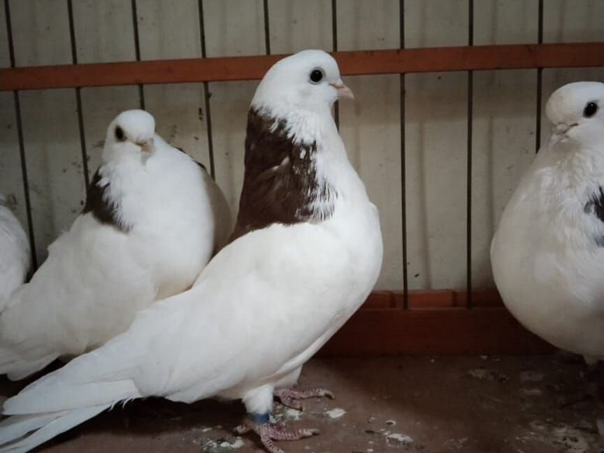 Голуби гривуны ижевские