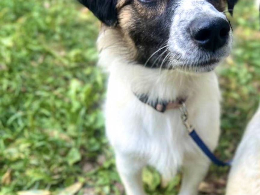 Собака в добрые руки