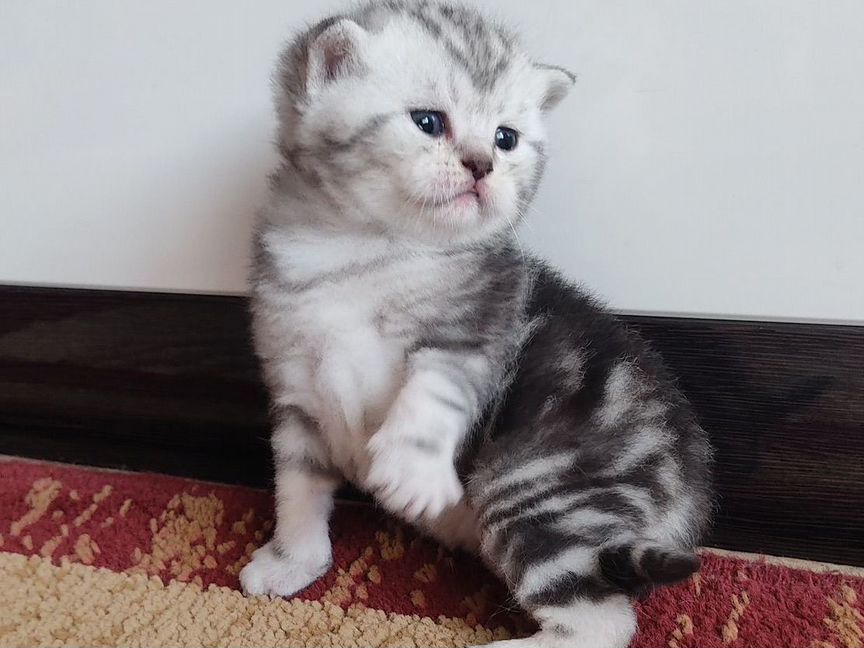 Шотландские котята