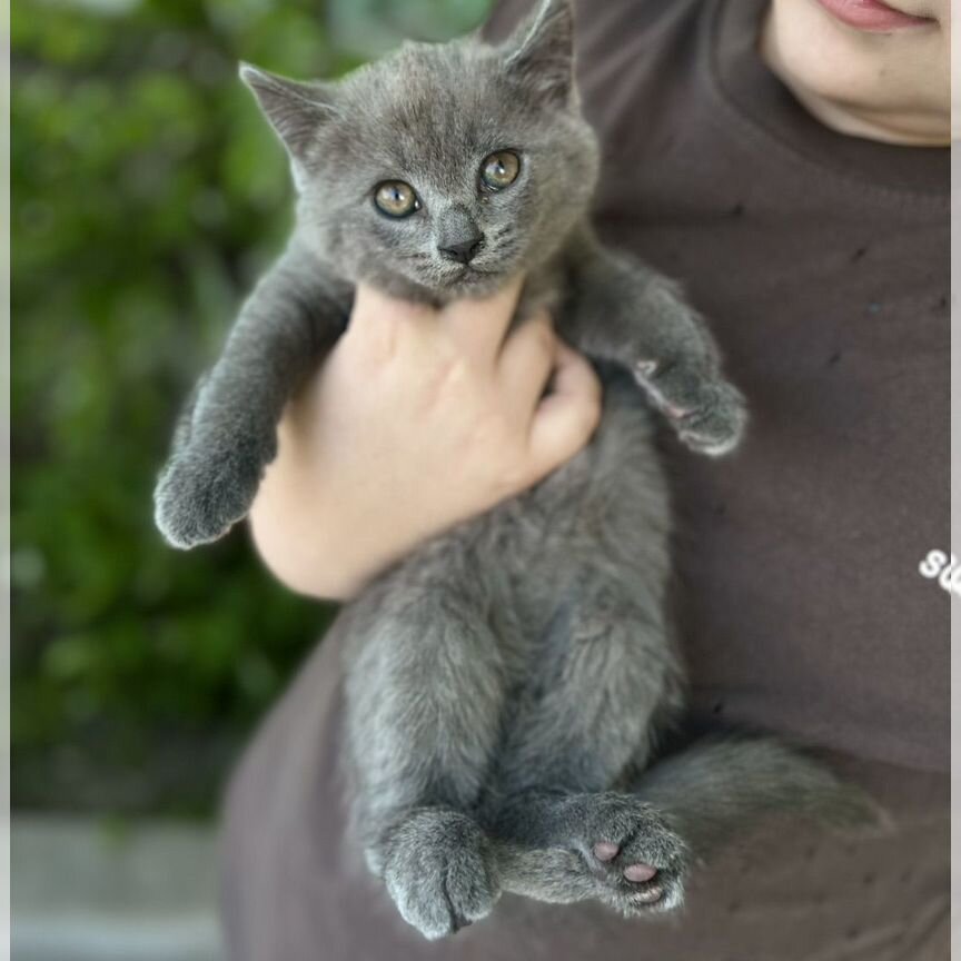 Продаются котята