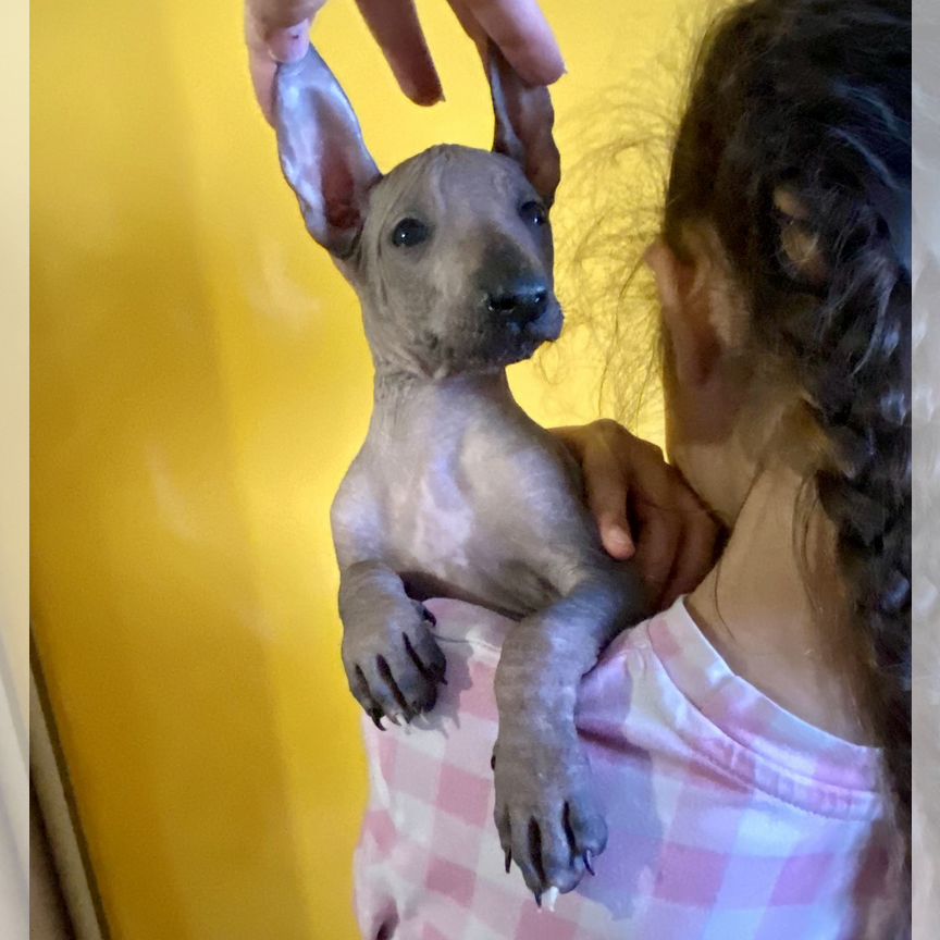 Мексиканская голая собака, щенок