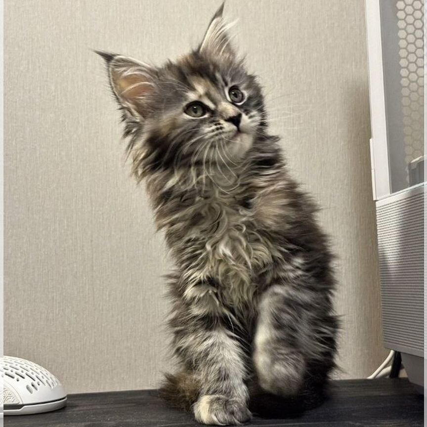 Мейн-кун котёнок