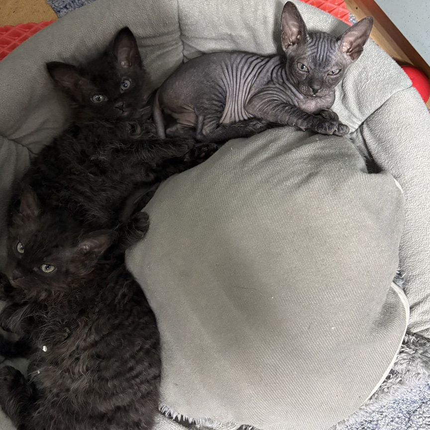 Донской сфинкс котёнок