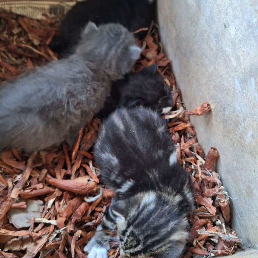 Котята в добрые руки