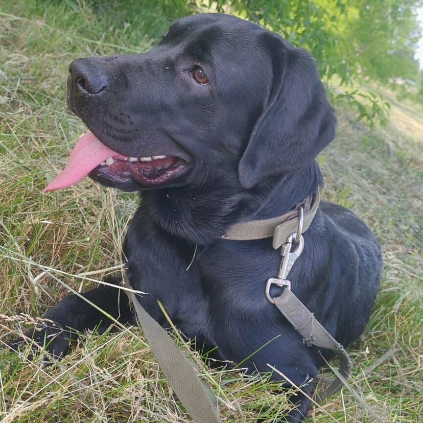 Лабрадор-ретривер, щенок