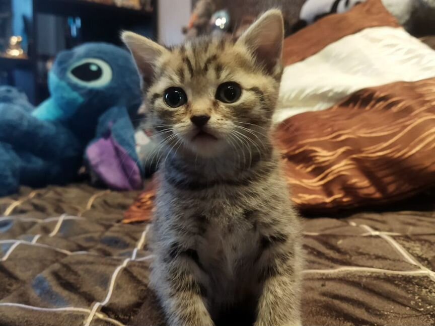 Продам британских котят