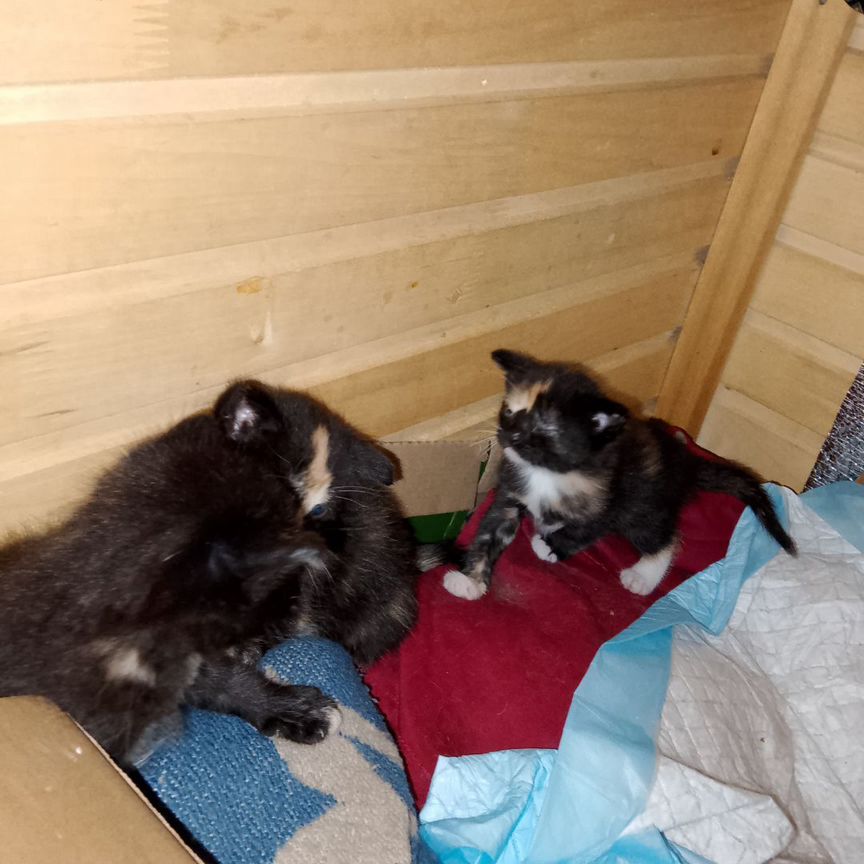 Котята в добрые руки