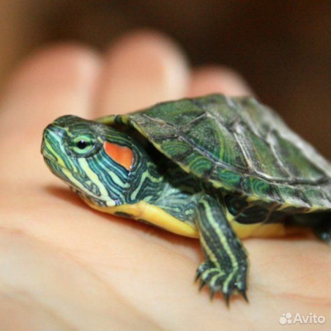 Красноухая черепаха малыши