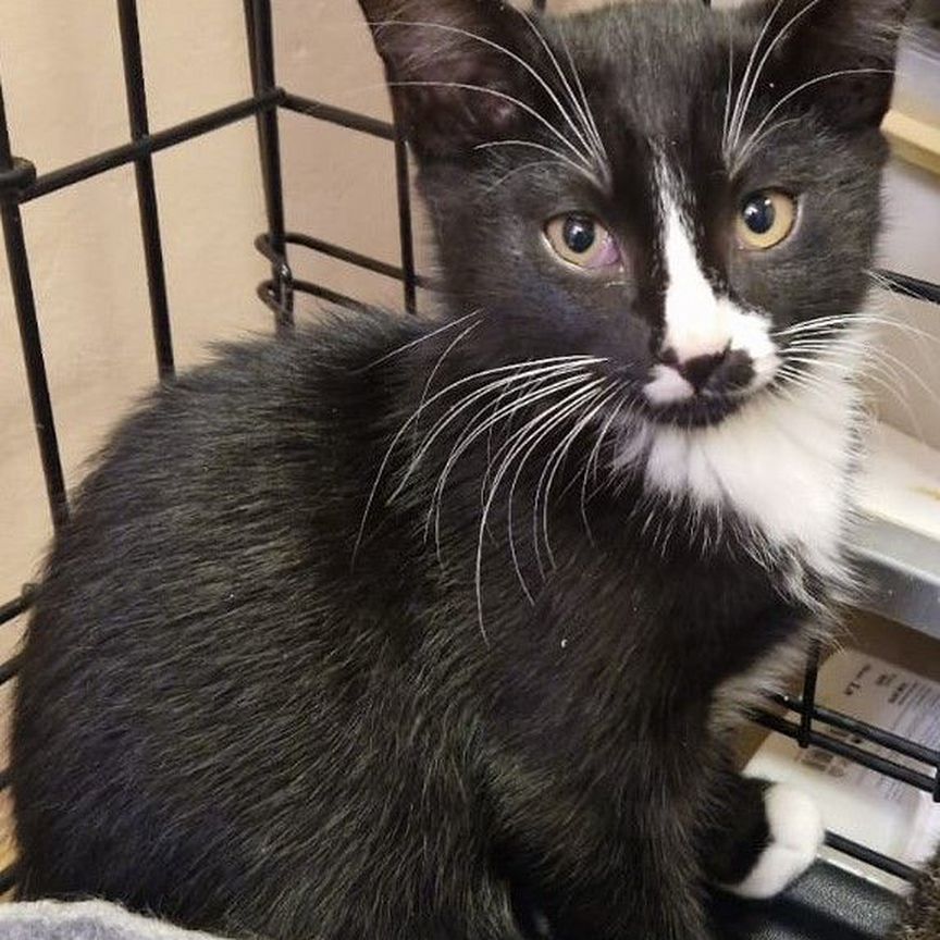 Черный принц