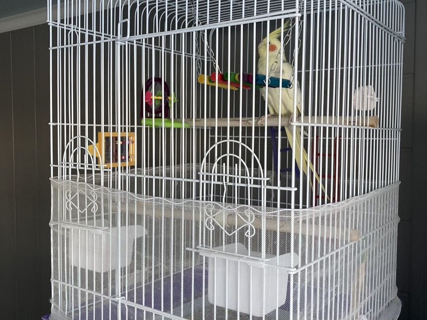 Попугай корелла с клеткой