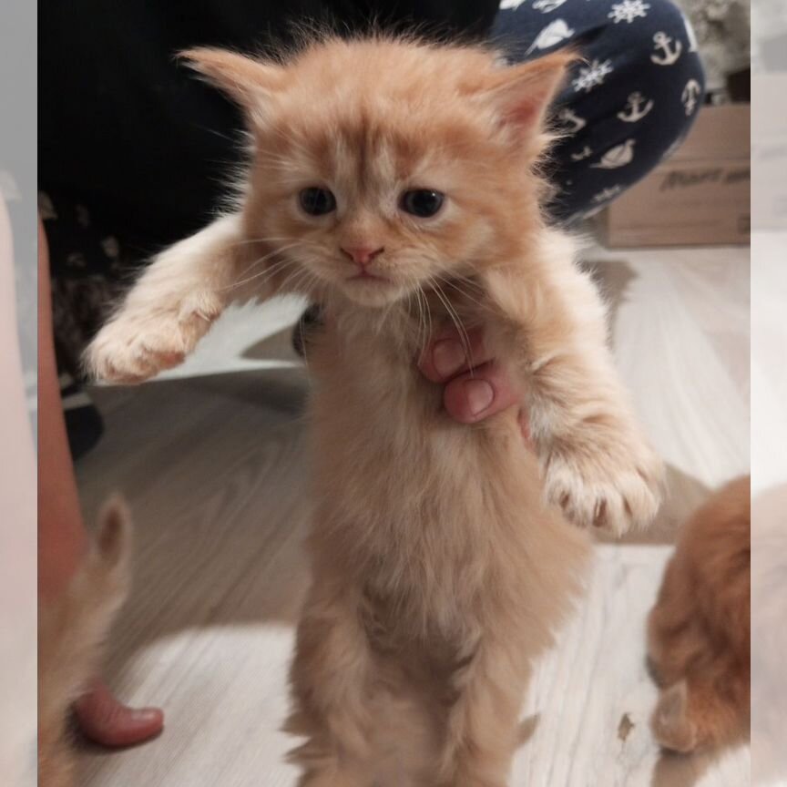 Мейн-кун котёнок