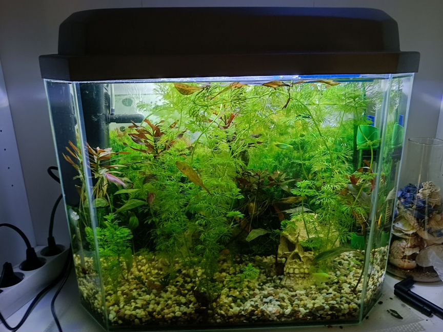 Аквариум с рыбками и раком