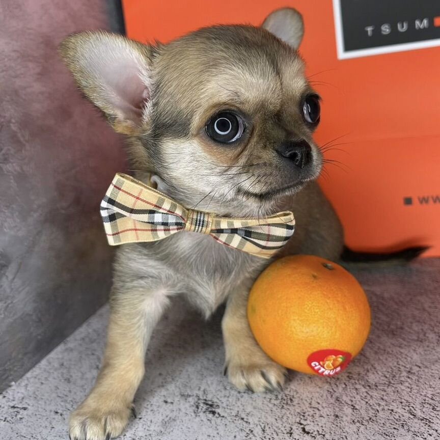 Luxury mini мальчик Чихуахуа