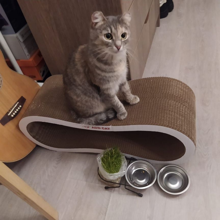 Ласковая кошечка в самые добрые руки