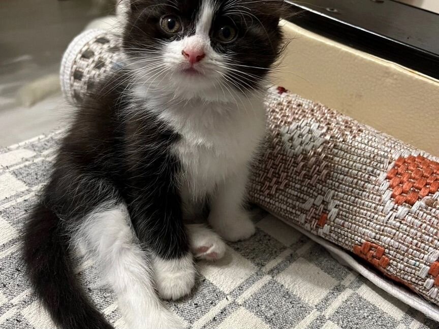 Кошка