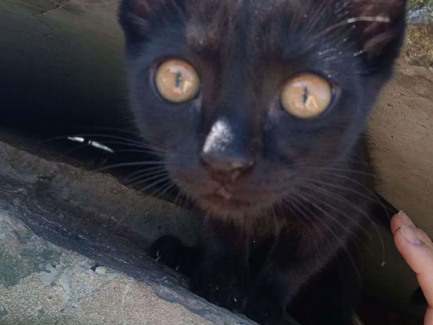 Котик в добрые руки