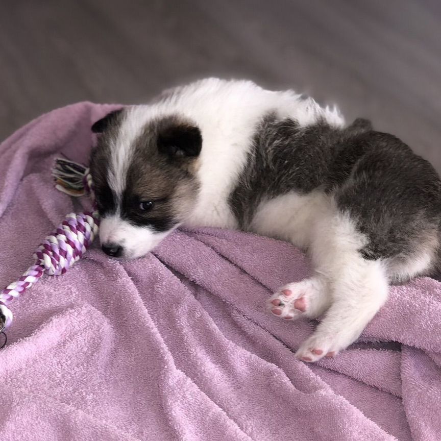 Восточносибирская лайка, щенок