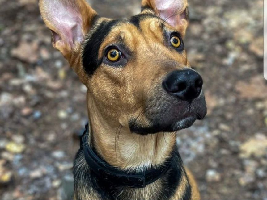 Рокки ищет дом и доброе сердечко
