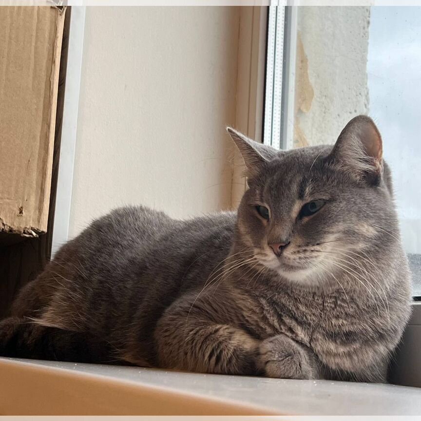 Кошка в добрые руки