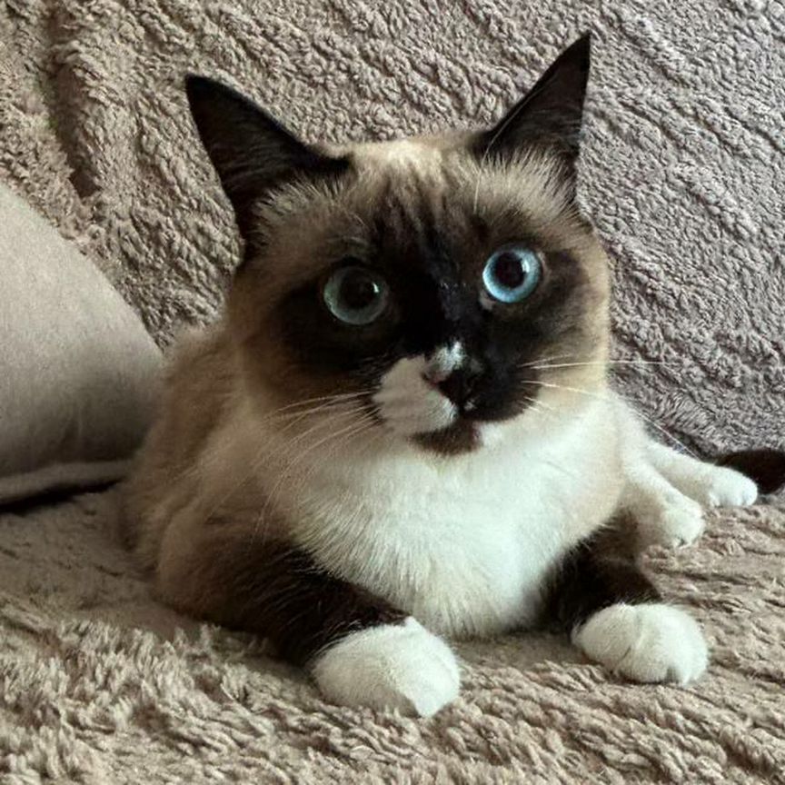 Сноу-Шу, взрослая кошка