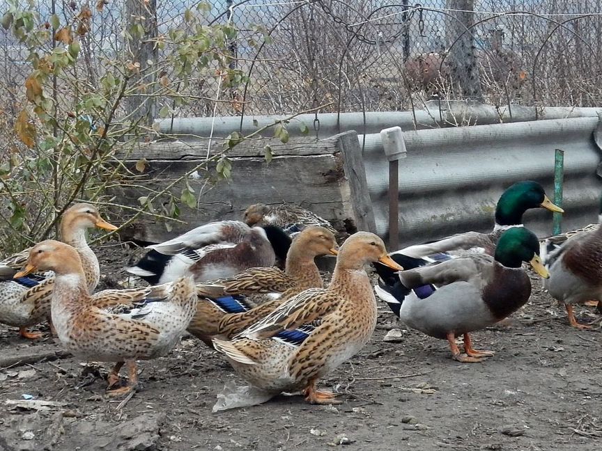 Утки Домашние
