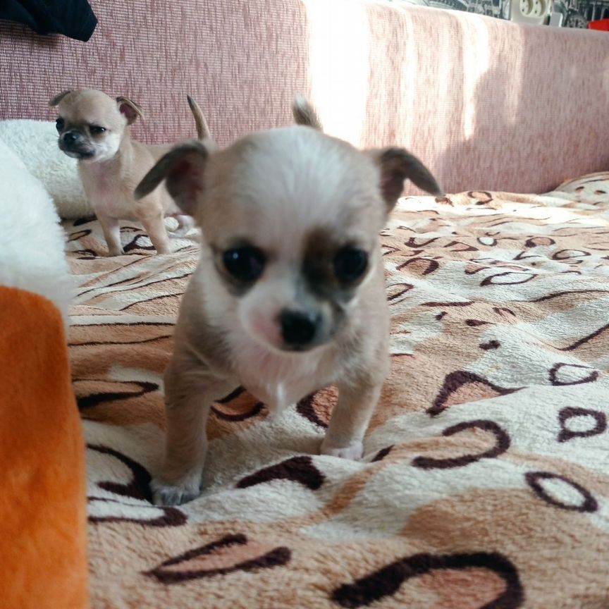 Щенки чихуахуа мини