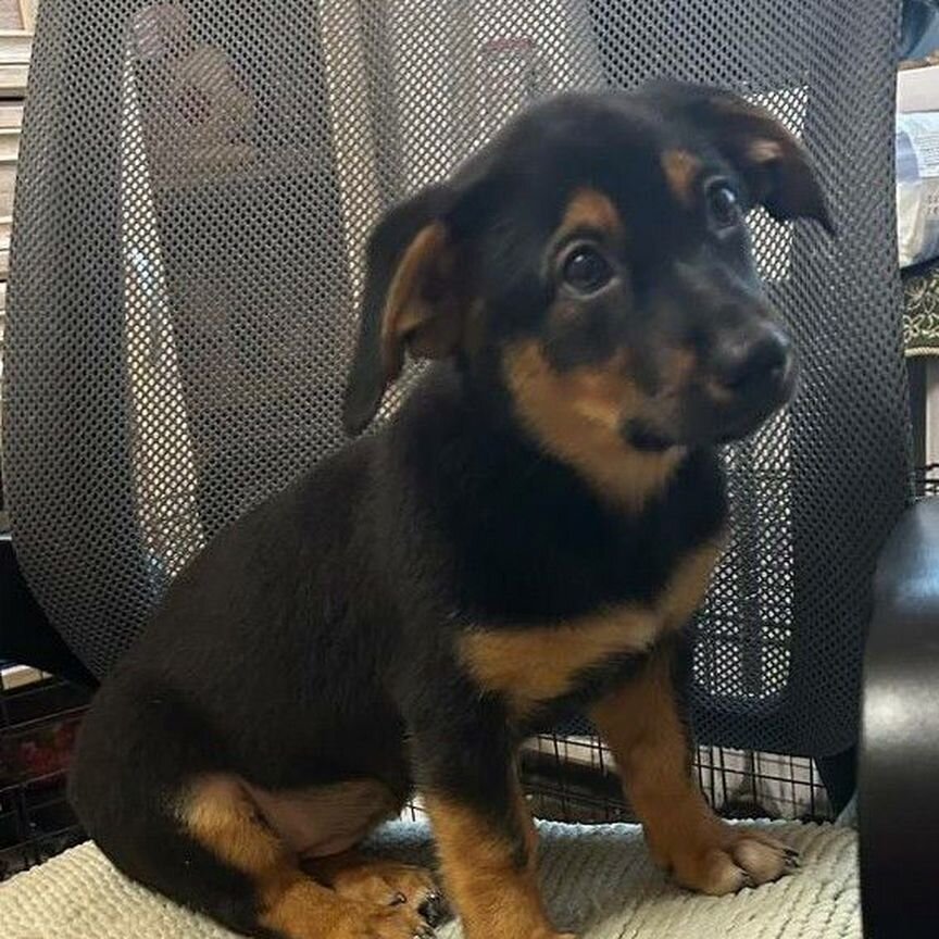 Щенок в добрые руки