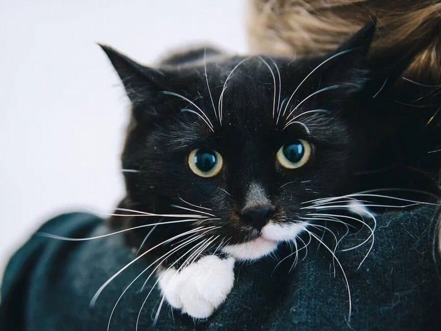 Котик Милан из приюта бесплатно