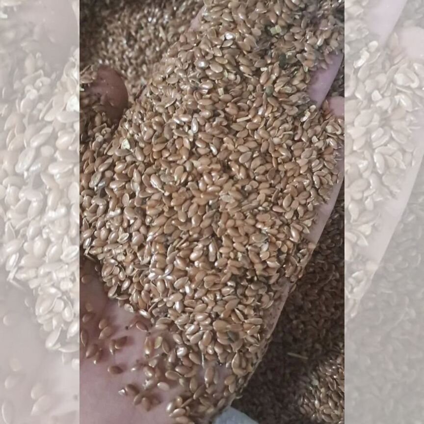 Семена льна для птицы