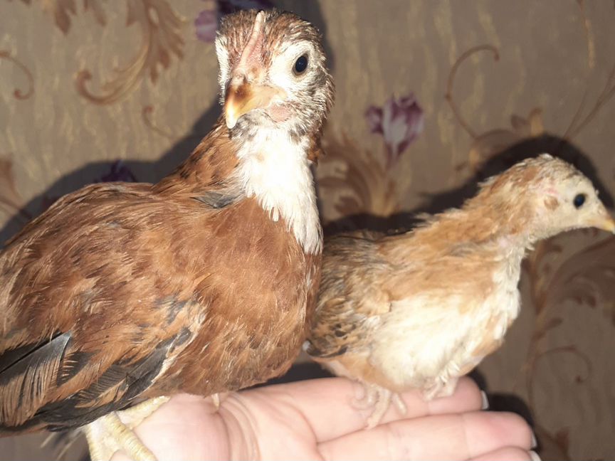 Цыплята бентамка ситцевая