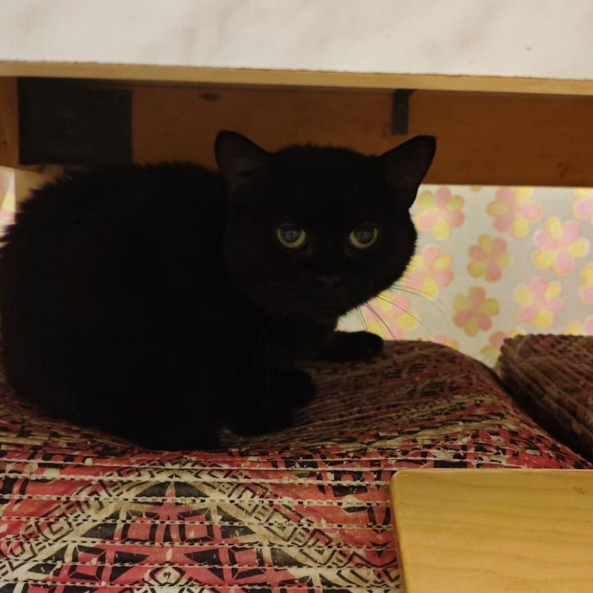 Кошки в добрые руки бесплатно