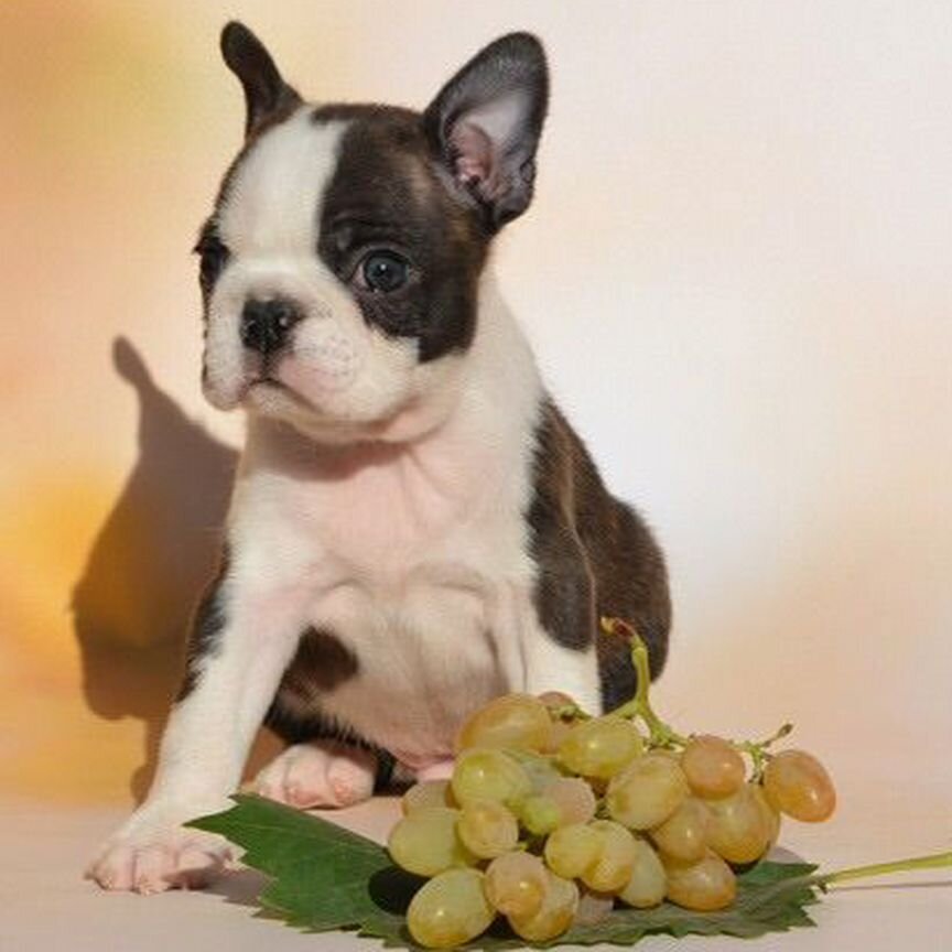 Очаровательный мальчик бостон терьер