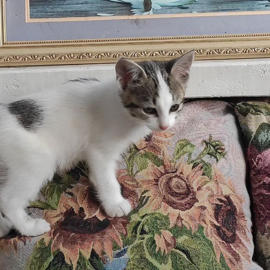 Маленький котёнок (девочка) Сандра в добрые руки