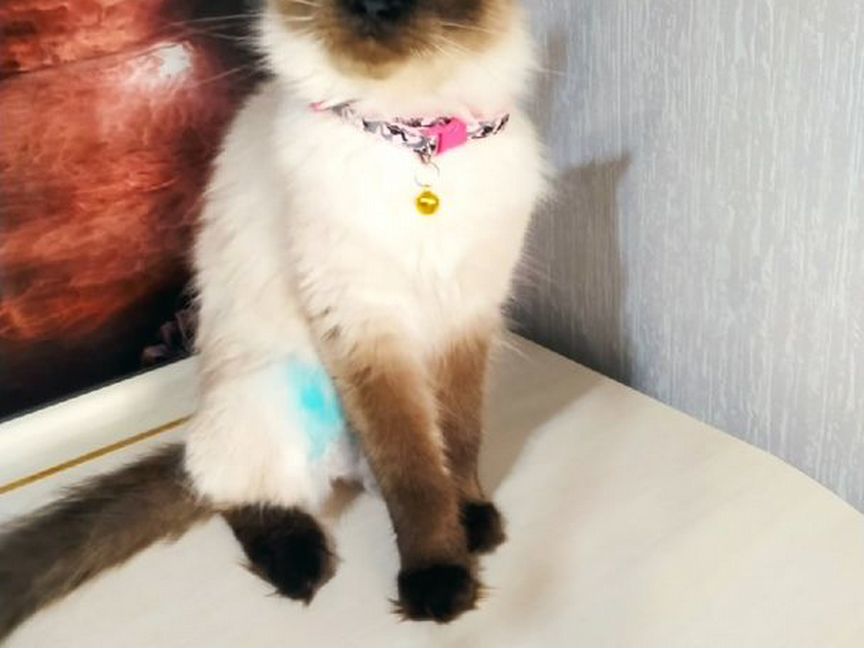 Отдам кошку Симону