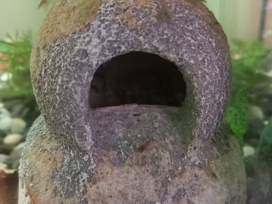 Отдам акквариумных креветок