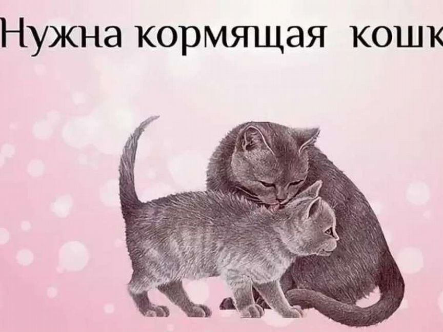 Кормящая кошка. Ищу
