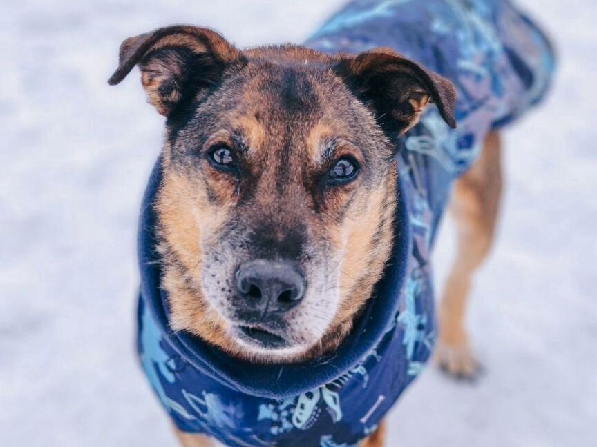 Собака в добрые руки