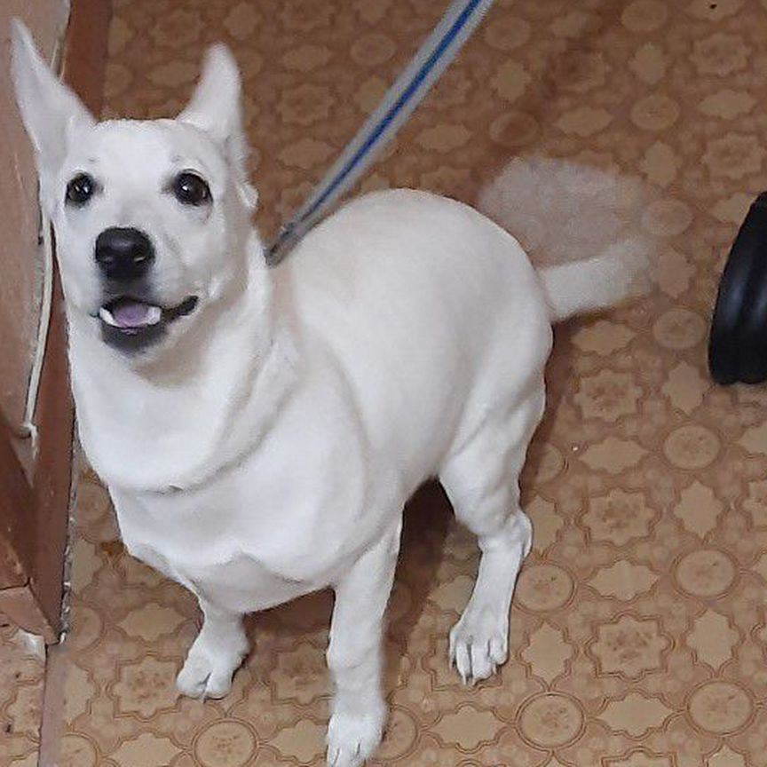 Стаффордширский бультерьер, щенок