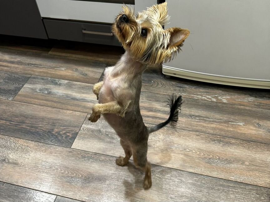 Йоркширский терьер