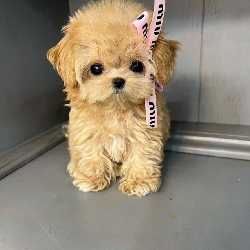 Кудряшки яркие