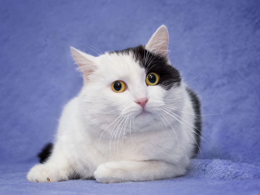 Еще один бывшедомашний кот. Бублик ищет дом