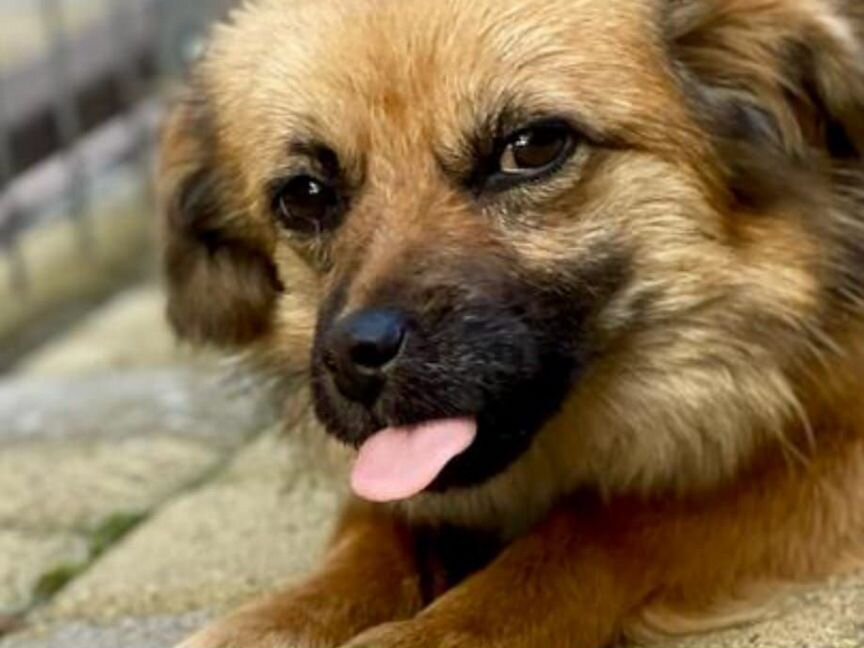 Плюша ищет дом