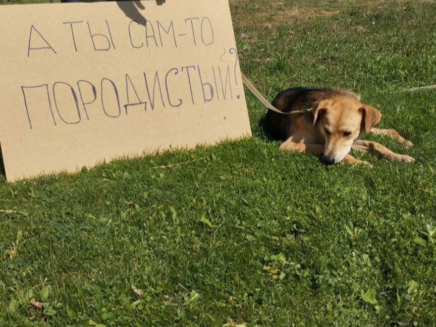 Собака в добрые руки