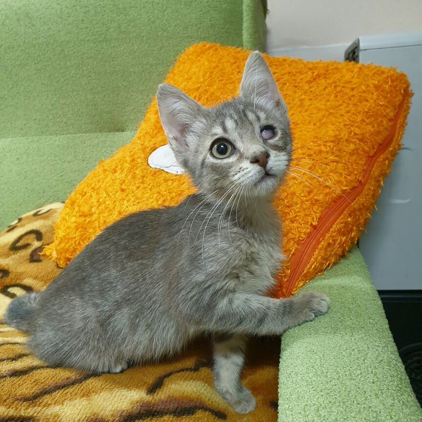 Бездомный котенок ищет дом