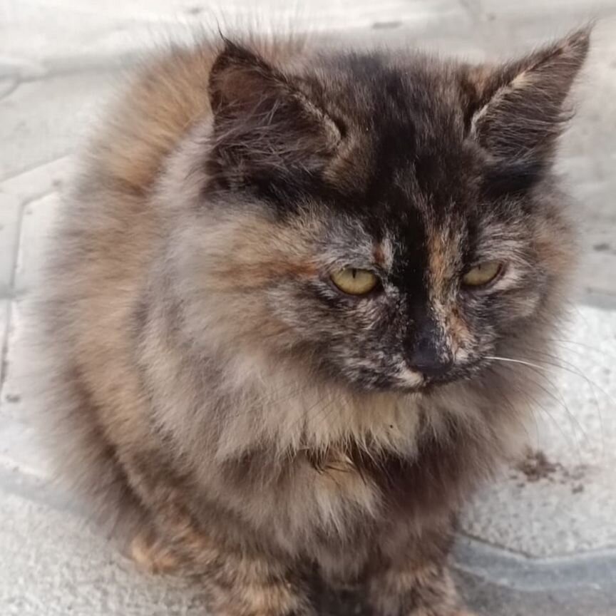Котята в добрые руки бесплатно