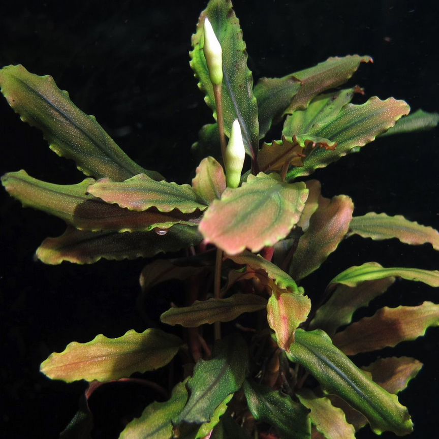 Набор аквариумных растений