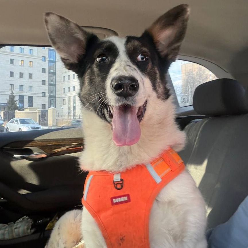 Щенок в добрые руки